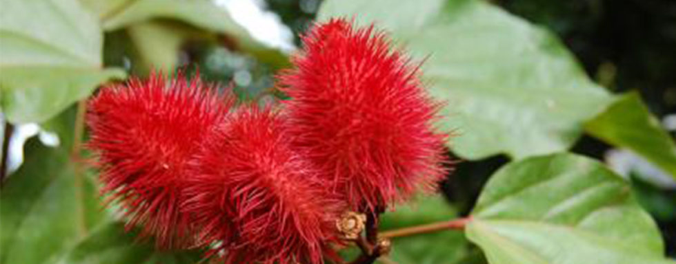 Huile végétale de Roucou LS TRADE | LS TRADE