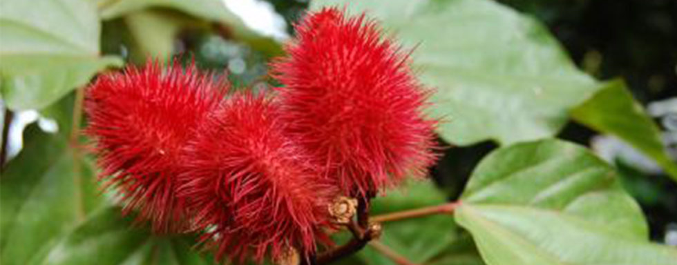 Connaissez-vous les vertus du Roucou ? - LS TRADE