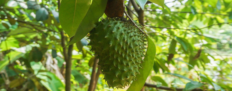 Recette de Crème de Corossol | LS TRADE